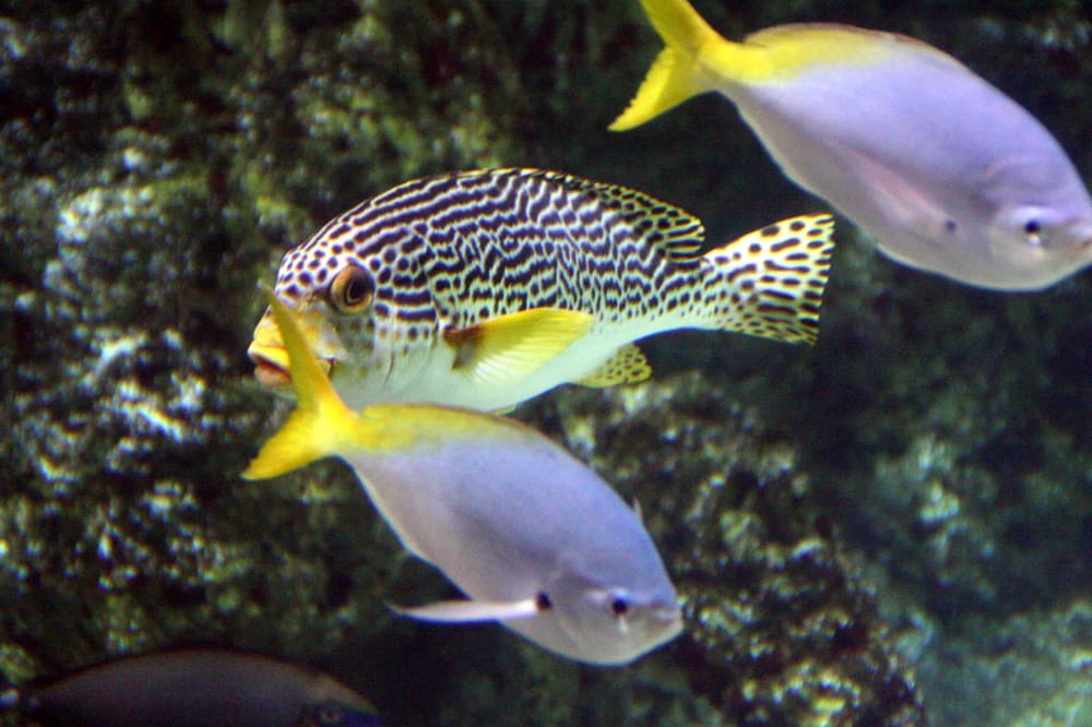 MARY & SHEILA FRESH FISH - Updated March 2024 - Ballincollig Farmers ...