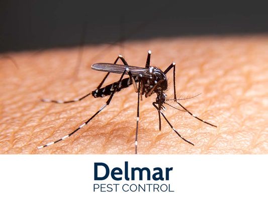 DELMAR PEST CONTROL - Updated December 2025 - 10 Photos & 20 Reviews ...
