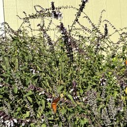 BRICKMAIDEN BREADS - Updated March 2025 - 72 Photos & 96 Reviews - 40 ...