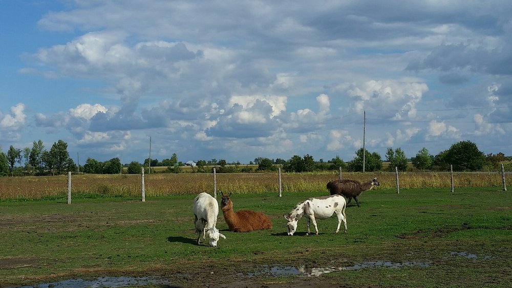 VANDERLAAND BARNYARD ZOO - Updated December 2025 - 14 Photos - 11827 ...