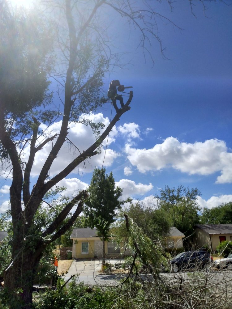 A MCBRIDE’S TREE SERVICE - Updated October 2025 - 61 Photos & 14 ...