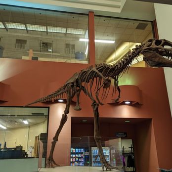 BUFFALO MUSEUM OF SCIENCE - Updated May 2025 - 327 Photos & 83 Reviews ...