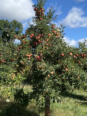 THE BIG’R APPLE FARM - Updated September 2025 - 13 Photos - 8674 ...