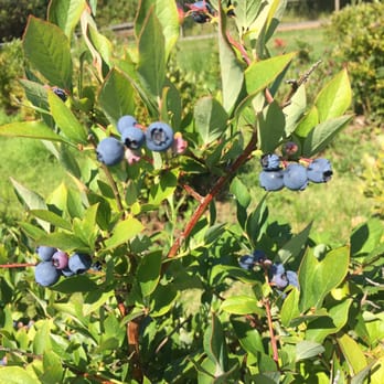 MERCER SLOUGH BLUEBERRY FARM - Updated July 2025 - 21 Photos & 10 ...