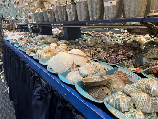 CALIFORNIA SEASHELL COMPANY - Updated June 2024 - 81 Photos & 89 ...