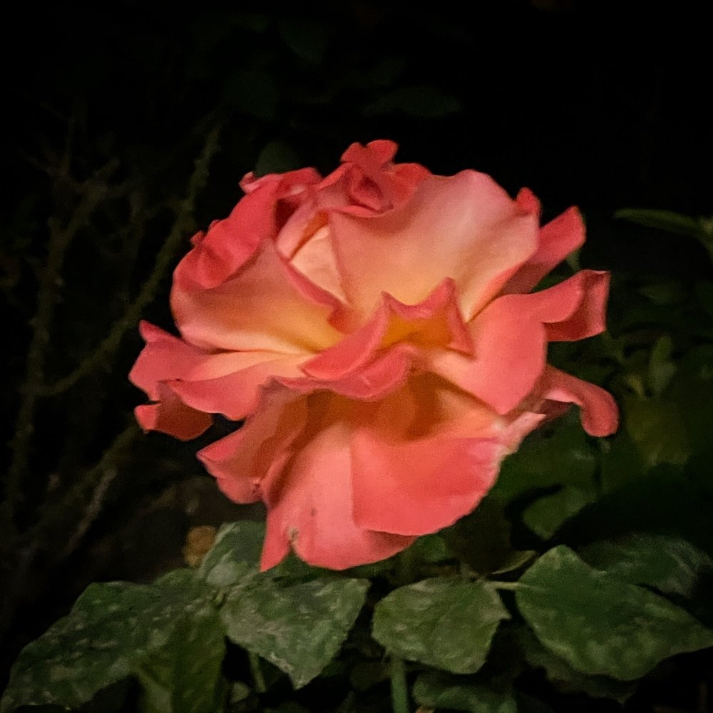 SOUTH BON VIEW PARK - Updated September 2025 - 46 Photos - 2033 S Bon ...