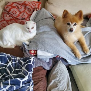 COLMA ANIMAL HOSPITAL - 89 Photos & 275 Reviews - 1232 El Camino Real ...