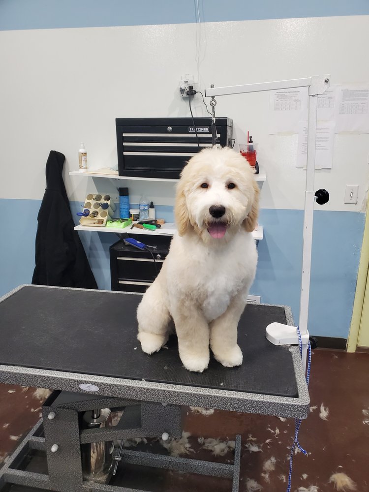 Dog Groomers Lafayette Indiana