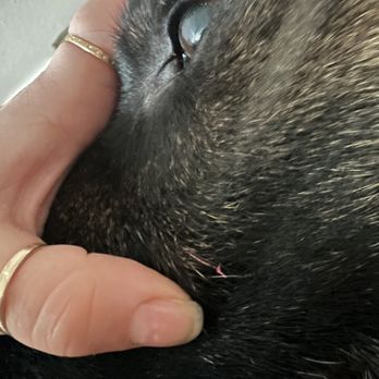 TIMBERLINE VETERINARY EMERGENCY AND SPECIALTY - Updated November 2024 ...