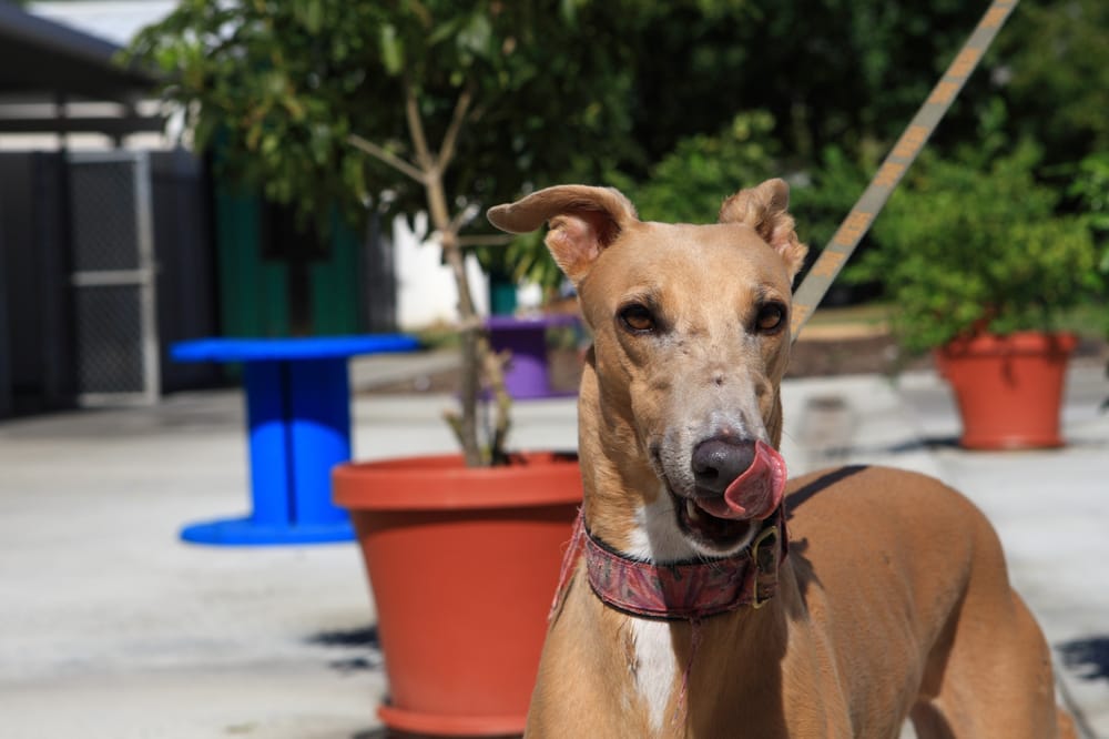 HEMOPET - Updated September 2025 - 36 Photos & 60 Reviews - 11561 ...