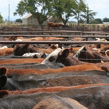 CATTLEMEN’S LIVESTOCK MARKET - Updated November 2025 - 12495 E Stockton ...