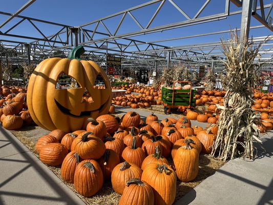 NICKS GARDEN CENTER - Updated October 2025 - 503 Photos & 274 Reviews ...