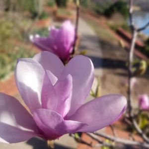 WESTWOOD FAMILY AQUATIC CENTER - Updated July 2025 - 1017 Fairway Dr ...