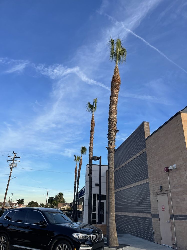 JLC TREE TRIMMING - Bell, California - Tree Services - Phone Number - Yelp