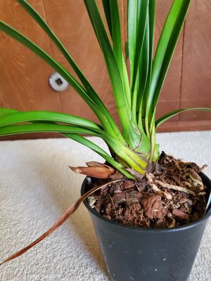 SEATTLE ORCHID - Updated February 2025 - 45 Photos & 46 Reviews - 4601 ...