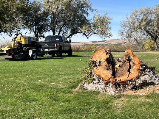 ELITE TREE SERVICE - Updated June 2025 - 16 Photos - 115 NW Boardman ...