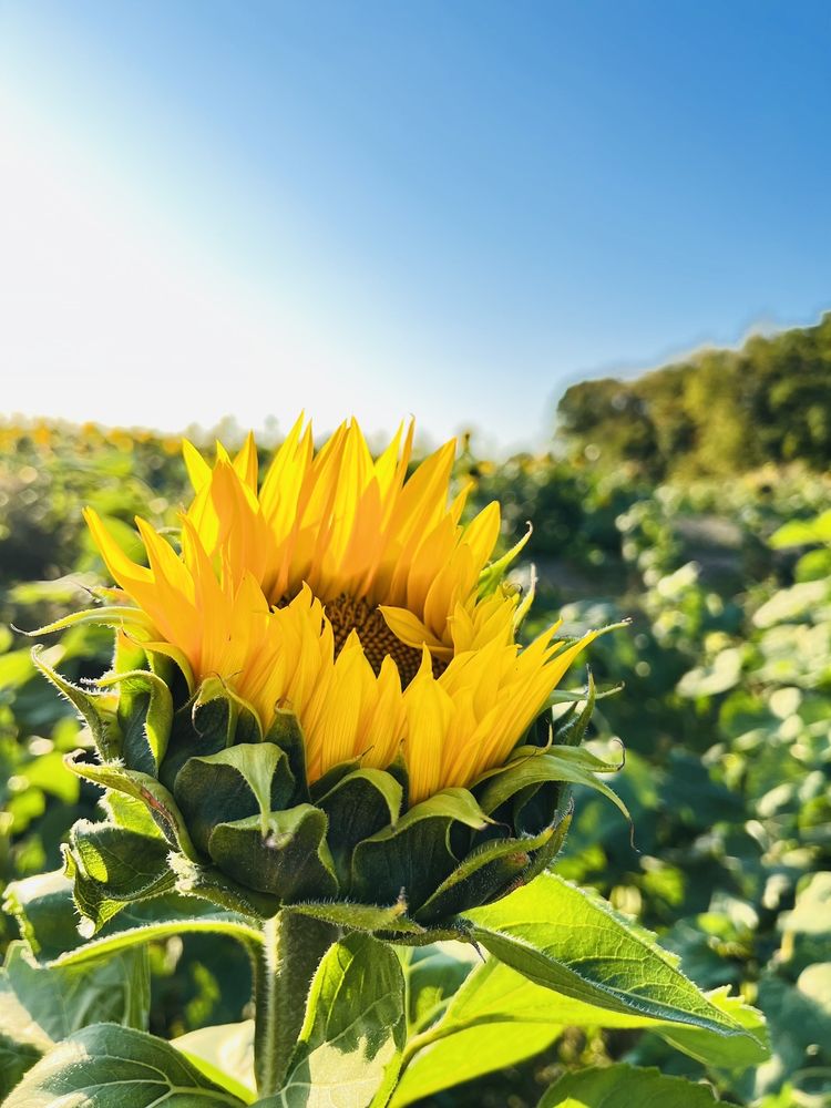 GAVER TREE FARM & PUMPKIN PATCH - Updated October 2025 - 283 Photos ...