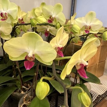 CYMNOW FLOWERS - Updated October 2025 - 187 Photos & 48 Reviews - 6757 ...