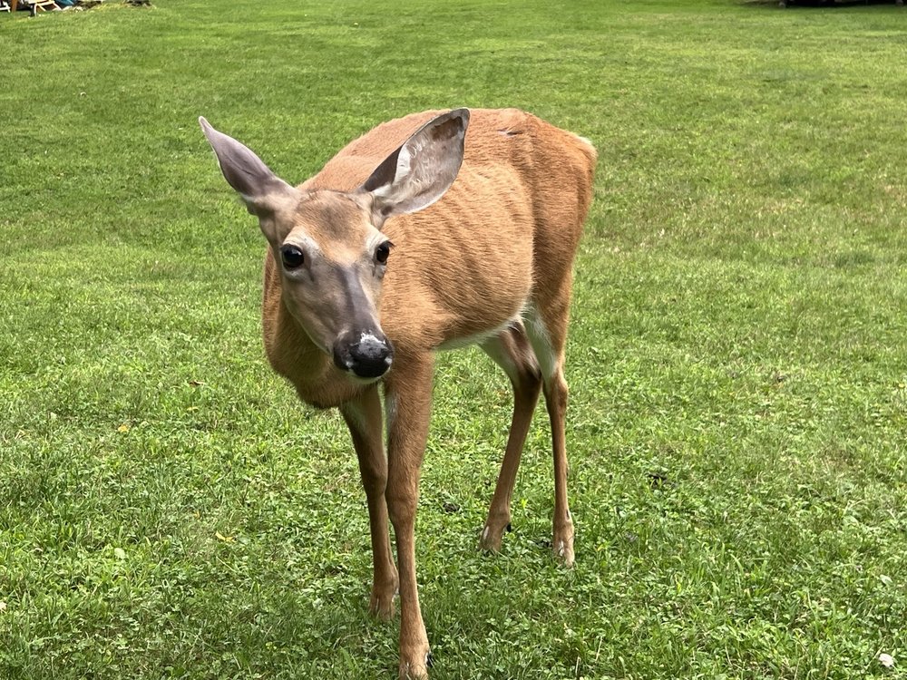 POUTINE GOURMET - Updated November 2025 - 338 Buckland St, Southington ...