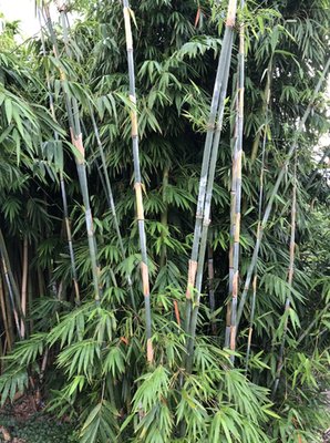 PELTONS BAMBOO - Updated November 2025 - 23 Photos & 12 Reviews - 13831 ...