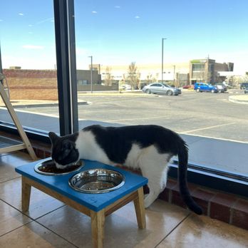 CATOPIA CAT CAFE - Updated December 2025 - 108 Photos & 48 Reviews - 8001 Wyoming Blvd NE ...