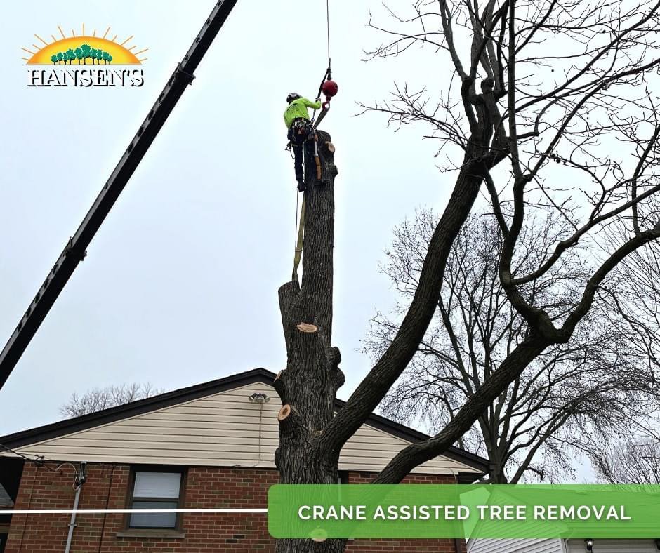 HANSEN’S TREE SERVICE - Updated May 2024 - 23 Photos & 16 Reviews - 104 ...