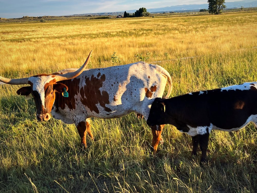 LAZY M & M - Updated June 2025 - 109 N Cherry St, Pavillion, Wyoming ...