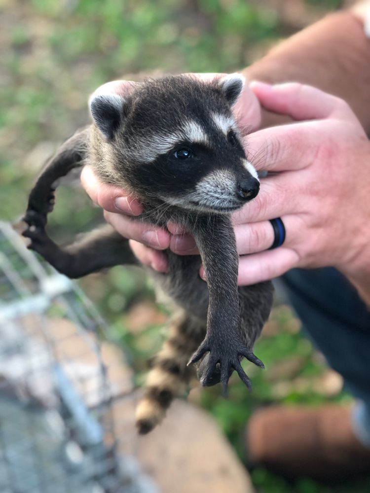 WELDON WILDLIFE REMOVAL - Updated September 2025 - 10 Photos & 15 ...