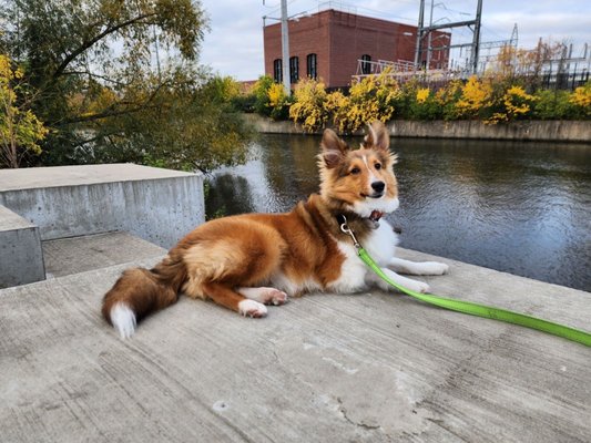 BORDER TAILS RESCUE - Updated September 2025 - 35 Photos & 44 Reviews ...