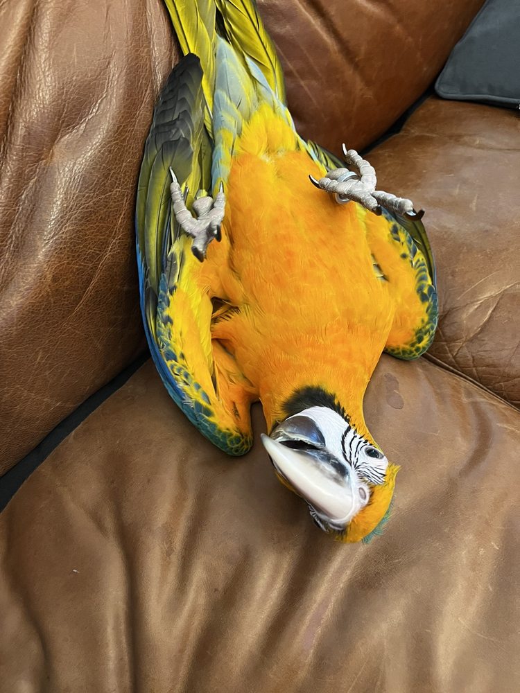 DALLAS PARROTS - Updated December 2025 - 35 Photos & 12 Reviews - 2608 ...