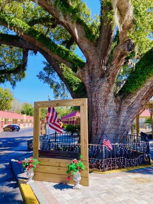 THE OLD SENATOR TREE - Updated January 2025 - 29 Photos & 11 Reviews ...