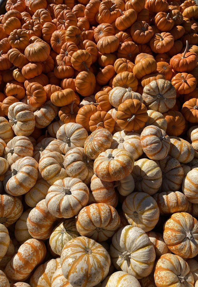 FERRARI FARMS - 115 Photos & 42 Reviews - 4701 Mill St, Reno, Nevada ...