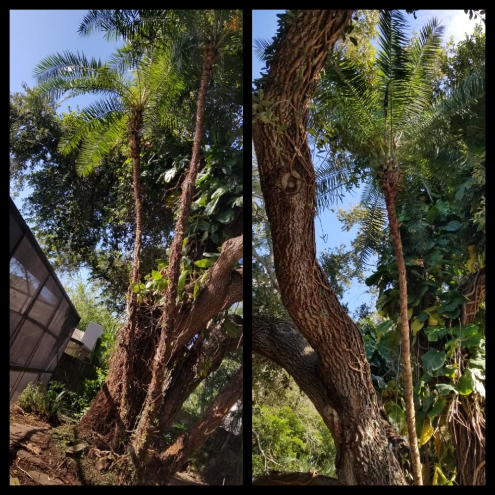 COMPLETE UPKEEP TREE SERVICE & PRESSURE WASHING - 59 Photos - Pinellas ...