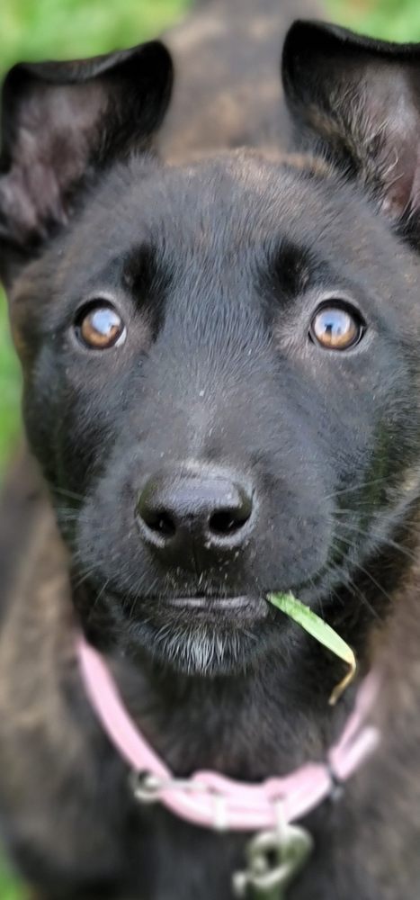 American K9s - Trusted Since 2022 - Updated July 2025 - 84 Photos ...