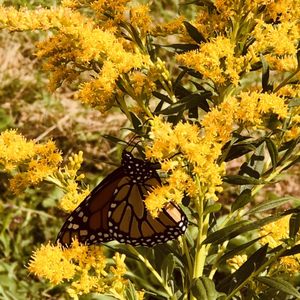 LILAC HEDGE FARM - Updated August 2025 - 35 Photos & 37 Reviews - 216 ...