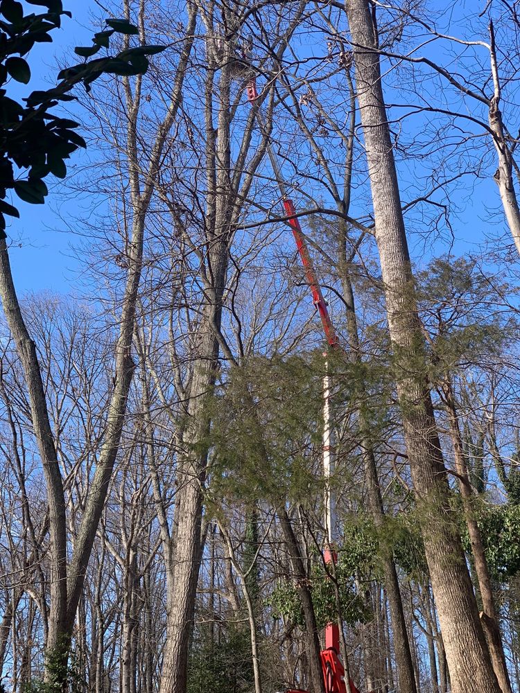 MOORE TREES - Updated November 2025 - 50 Photos - Madison, Virginia ...