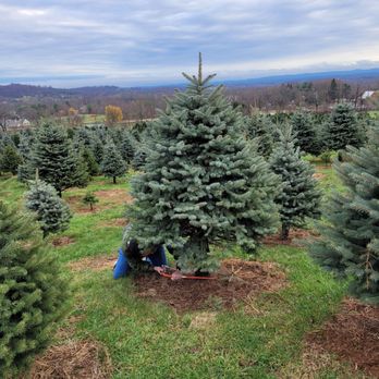 SNICKERS GAP CHRISTMAS TREE FARM - TEMP. CLOSED - Updated April 2025 ...