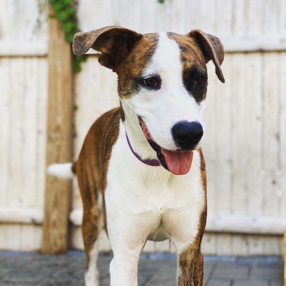 TAIL WAGGERZ PET CARE - Updated July 2024 - 77 Photos & 110 Reviews ...