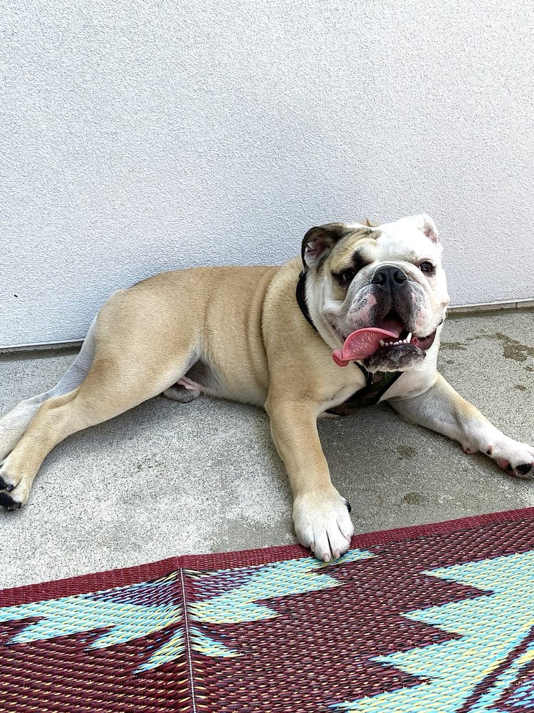 MUTT STRUT DOG WALKING & BOARDING - Updated February 2025 - 11 Photos ...