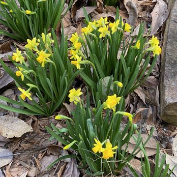 JC RAULSTON ARBORETUM - Updated December 2025 - 693 Photos & 113 ...