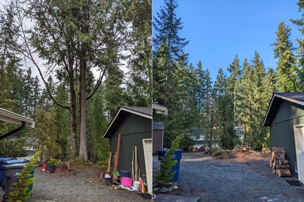 BETTER VIEW TREE SERVICE - Updated November 2025 - 113 Photos & 50 ...