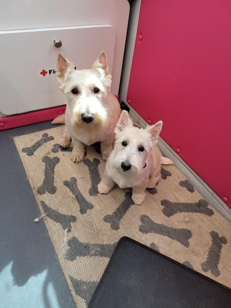 SPLASH MOBILE GROOMING - Updated January 2026 - 18 Photos - Albuquerque ...