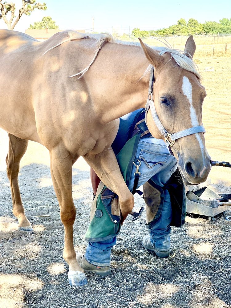 RUDY’S FARRIER SERVICE - Updated October 2025 - 14 Photos - Juniper Hills, California - Farriers ...