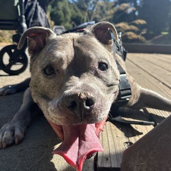 CONSTANT COMPANION - Updated January 2026 - 11 Photos & 13 Reviews ...