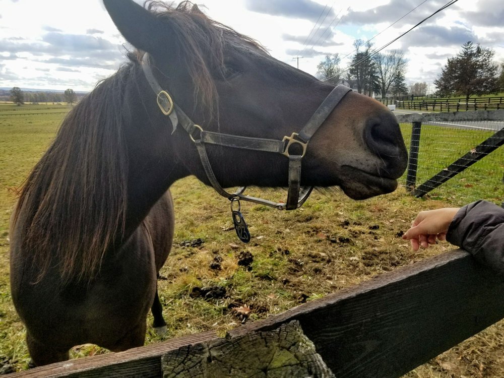 BLUE CHIP FARM - 807 Hoagerburgh Rd, Wallkill, New York - Phone Number ...