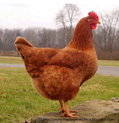 CT HALAL LIVE POULTRY AND MEAT MARKET - Updated November 2025 - 33 ...