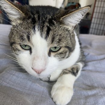 PASADENA HUMANE - Updated March 2025 - 492 Photos & 695 Reviews - 361 S ...