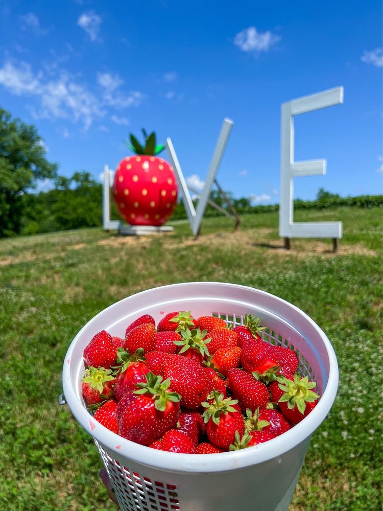 WEGMEYER FARMS - Updated December 2025 - 88 Photos & 48 Reviews - 38299 ...