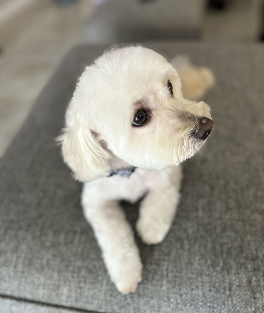 FABULOUS FURR DOG GROOMING - 140 Photos & 11 Reviews - 6265 Minton Rd ...