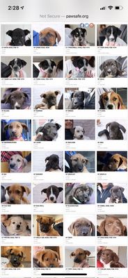 PAWSAFE ANIMAL RESCUE - Updated April 2025 - 15 Photos & 11 Reviews ...